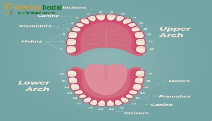 How Many Teeth Do Humans Have? Discover Surprising Facts! | Dr. Cuong ...